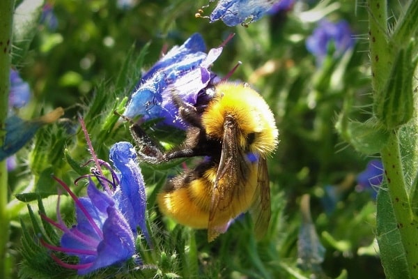 Día Mundial de la abeja - tvcanal5.cl